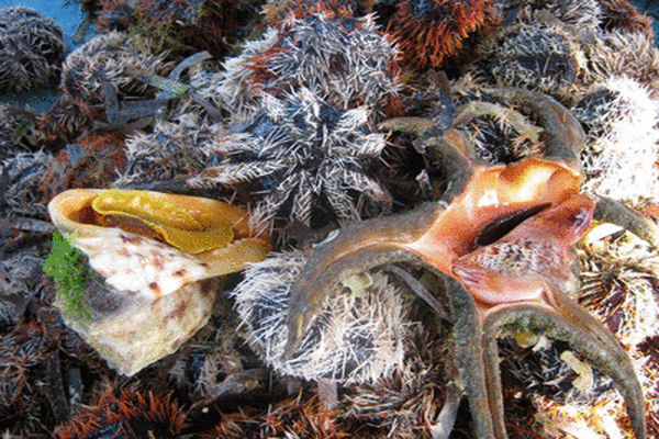 Pictures of Kagayanen People and their Beautiful Places | Kalanan